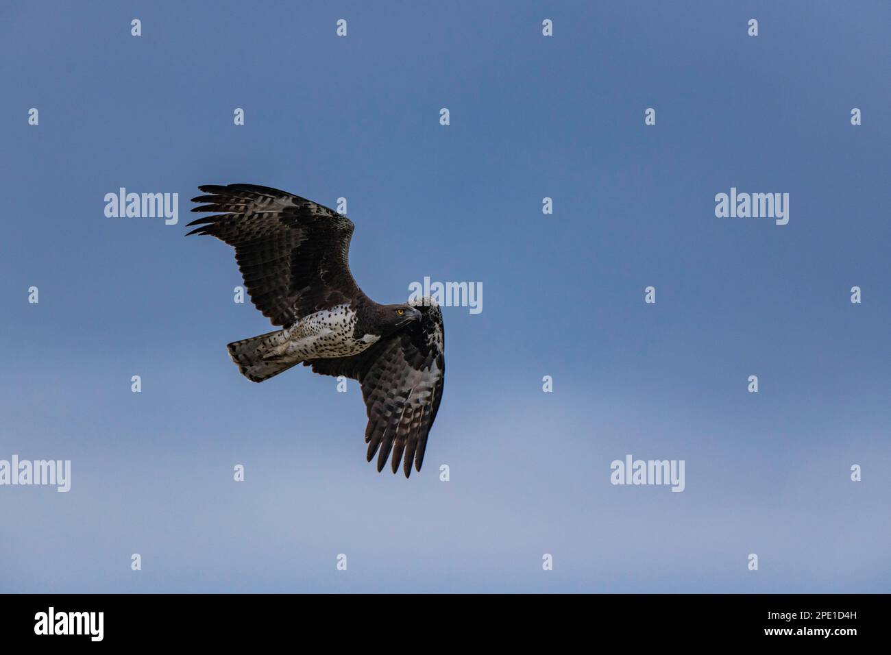A Martial Eagle is seen in flight in Zimbabwe's Hwange National Park ...