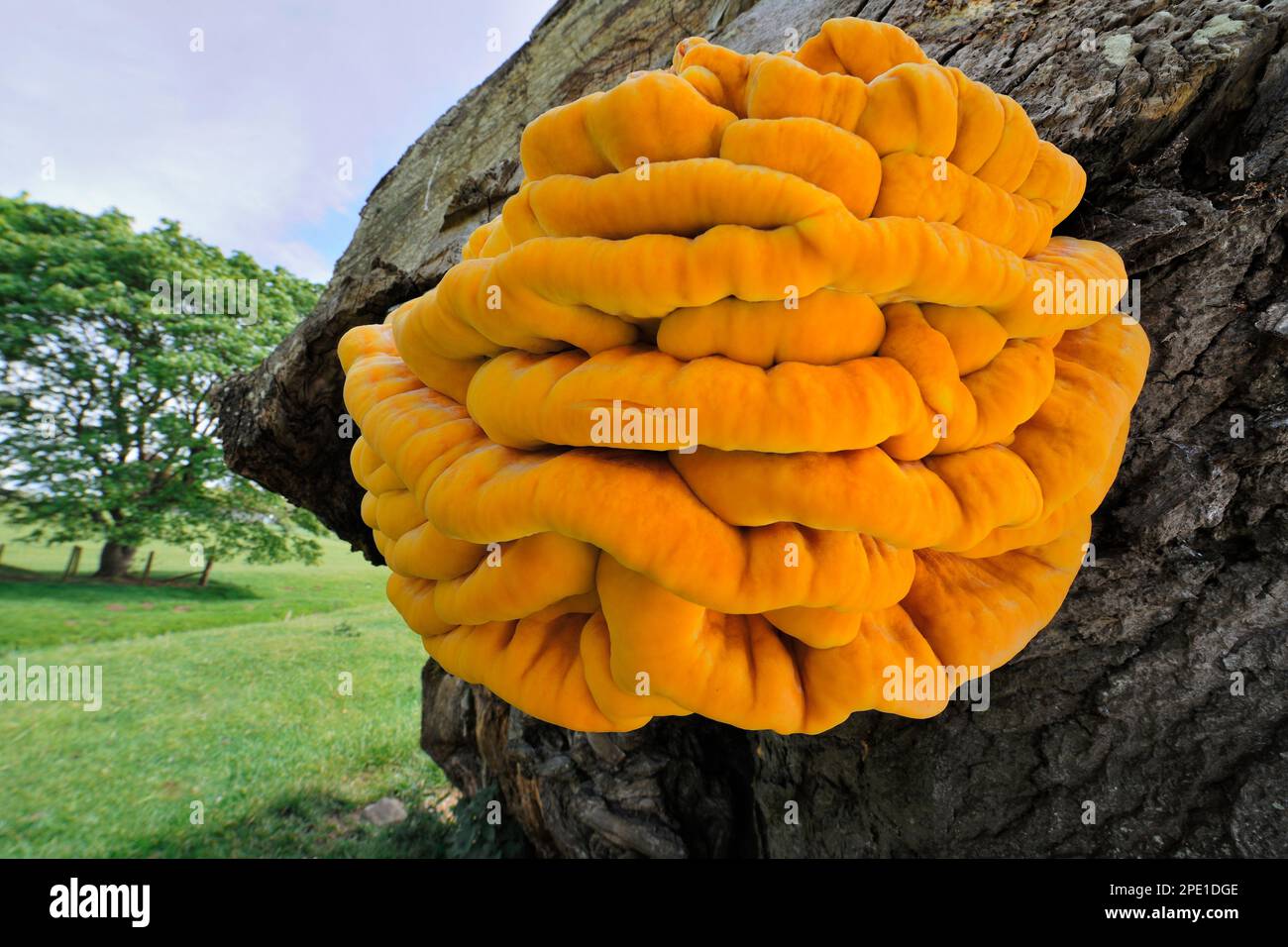Chicken of the Woods fungi (Laetiporus sulphureus) growing in decaying ...