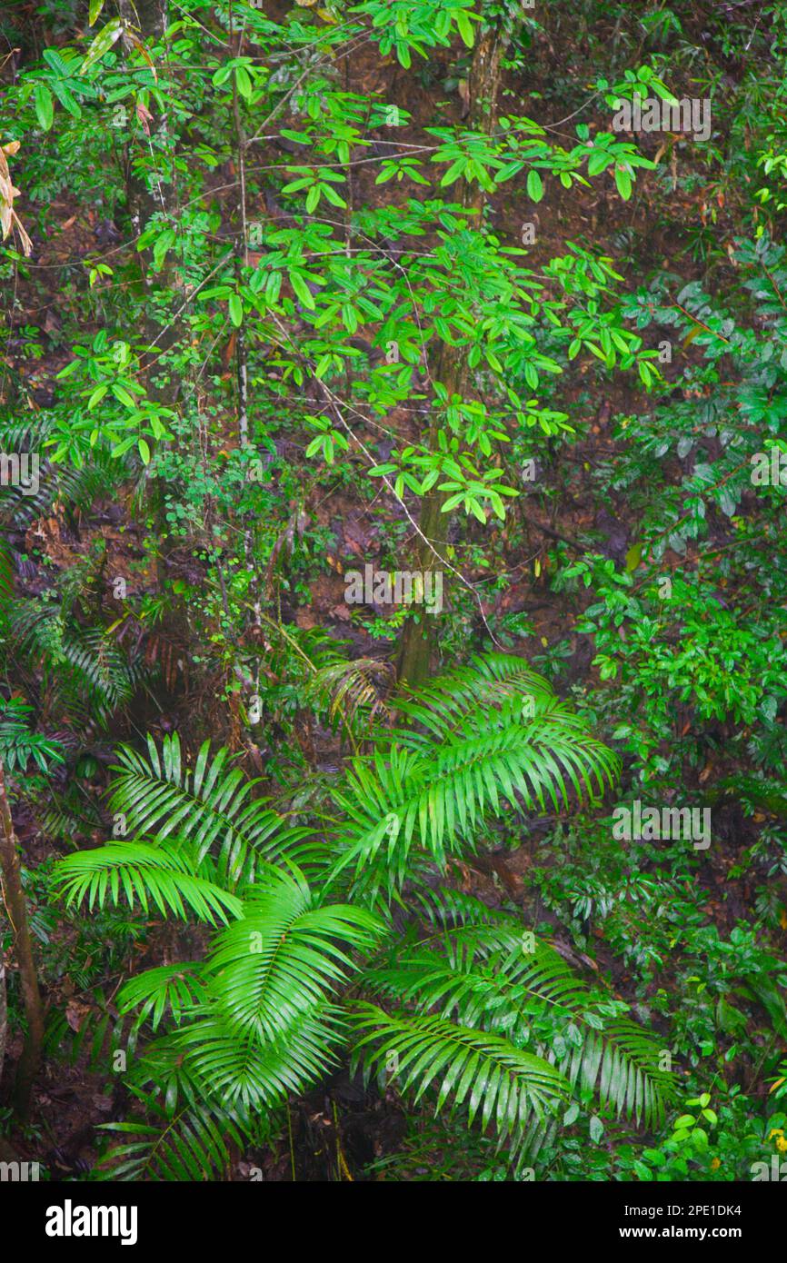 Malaysia, Sabah, Sepilok, rainforest, flora, vegetation, plants, trees ...