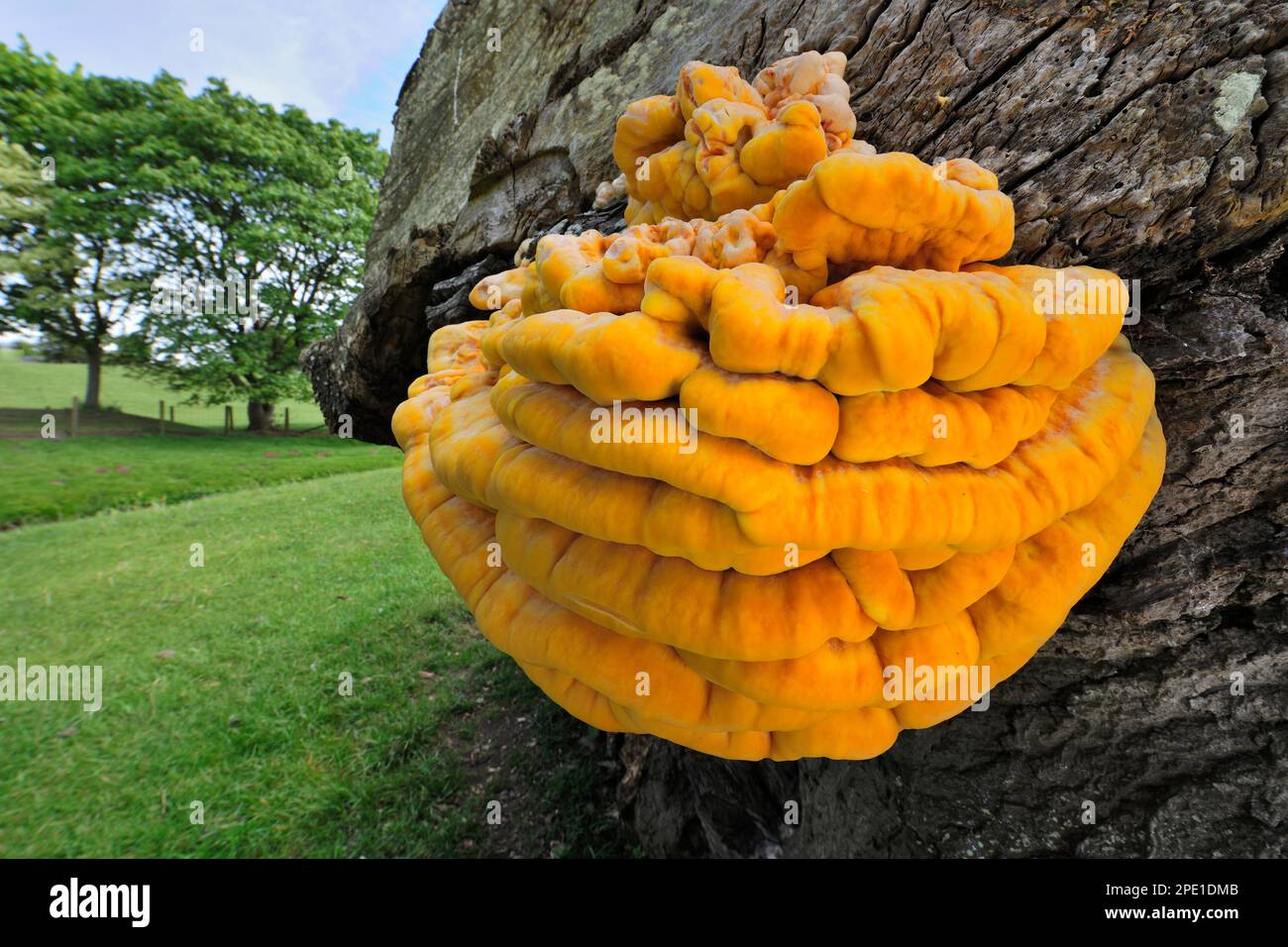 Chicken of the Woods fungi (Laetiporus sulphureus) growing in decaying ...