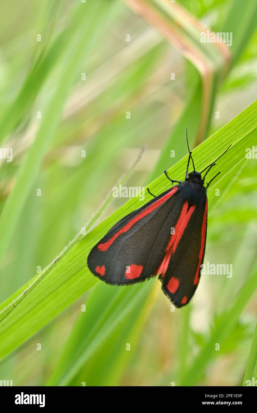 Cinnabar Moth (Tyria jacobaeae), resting on the underside of a blade of ...