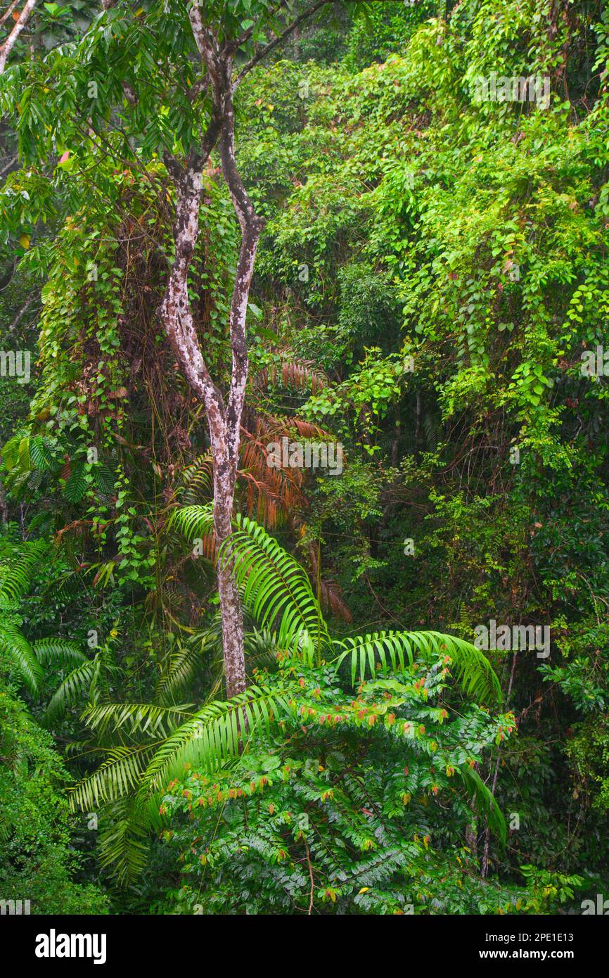 Malaysia, Sabah, Sepilok, rainforest, flora, vegetation, plants, trees ...