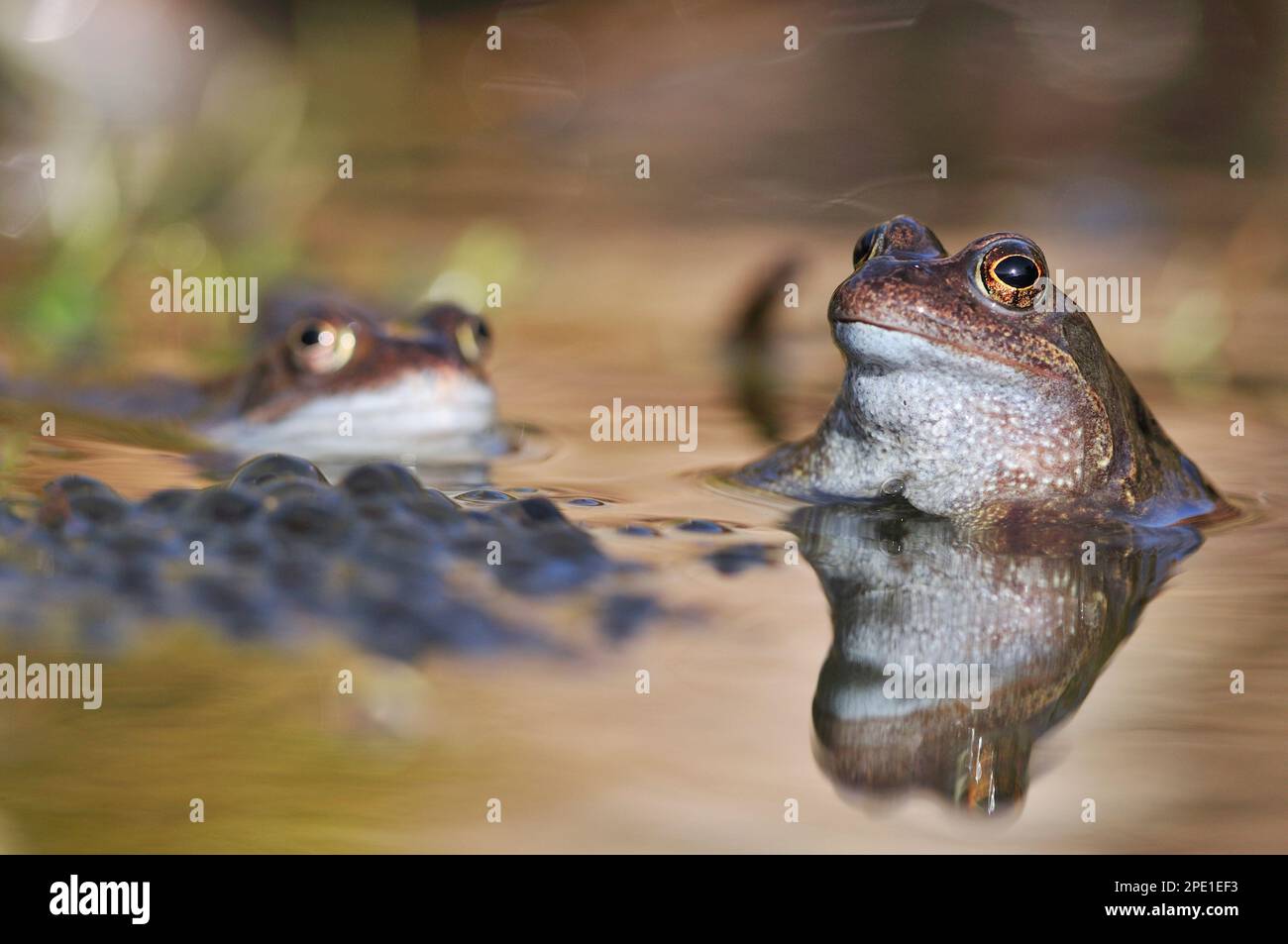 Common Frog (Rana temporaria) frogs gathered to spawn in garden pond ...