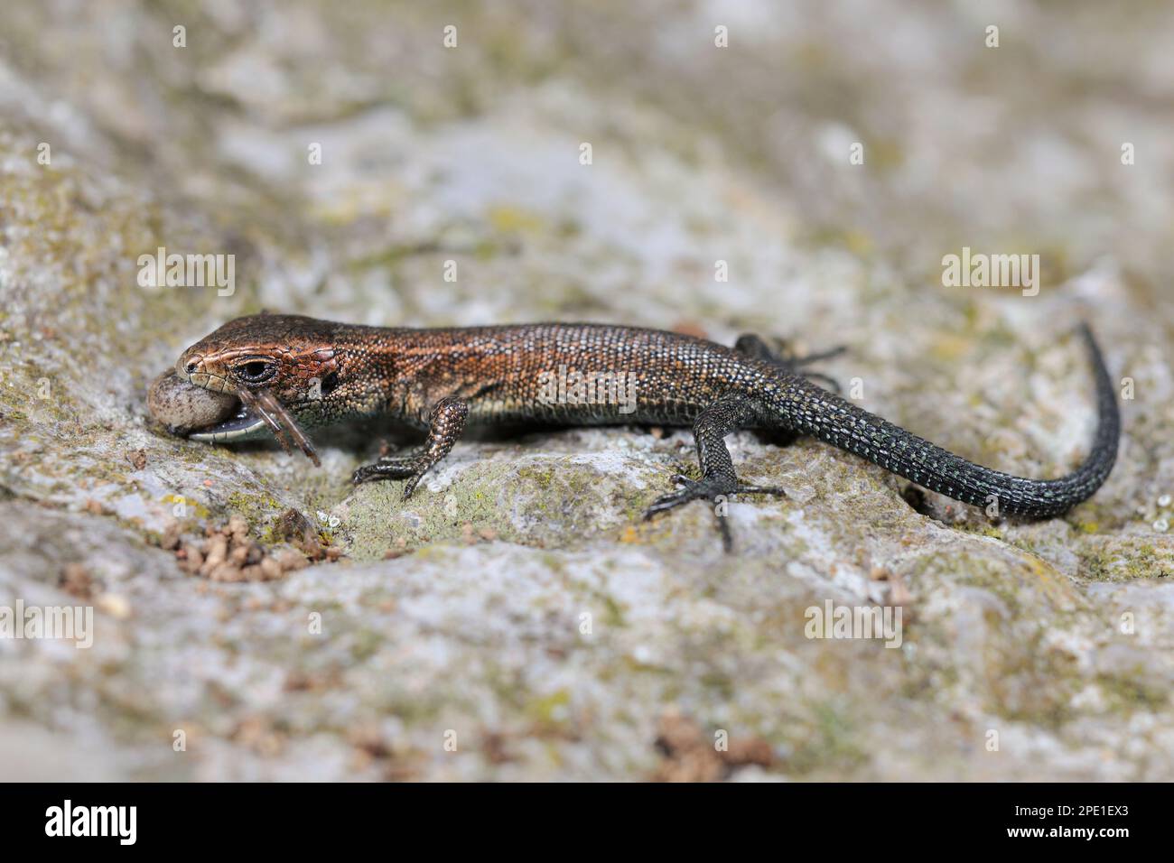 Common / Viviparous Lizard (Zootoca vivipara) juvenile animal eating ...