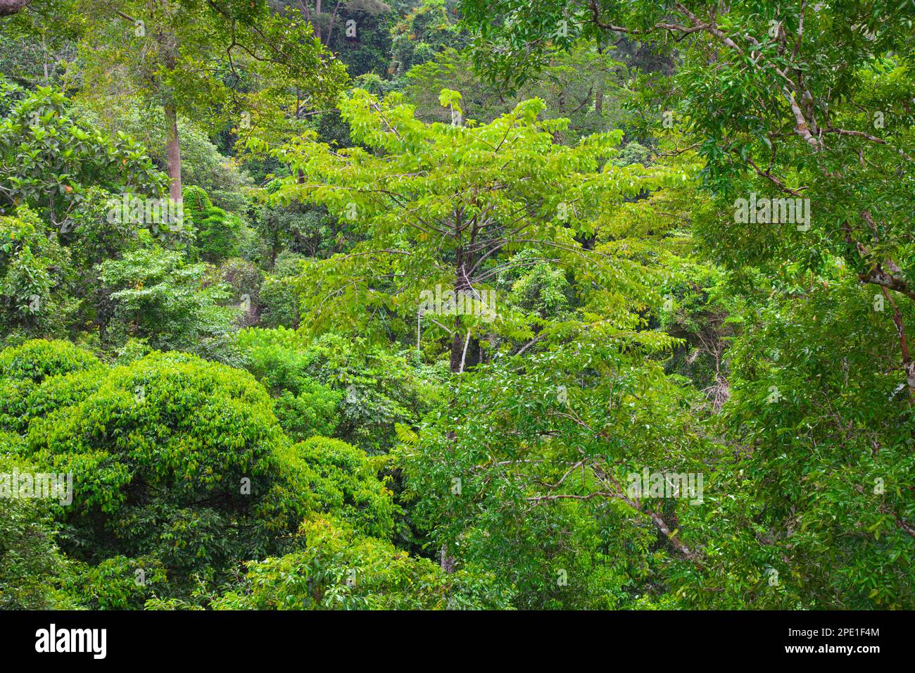 Malaysia, Sabah, Sepilok, rainforest, flora, vegetation, plants, trees ...