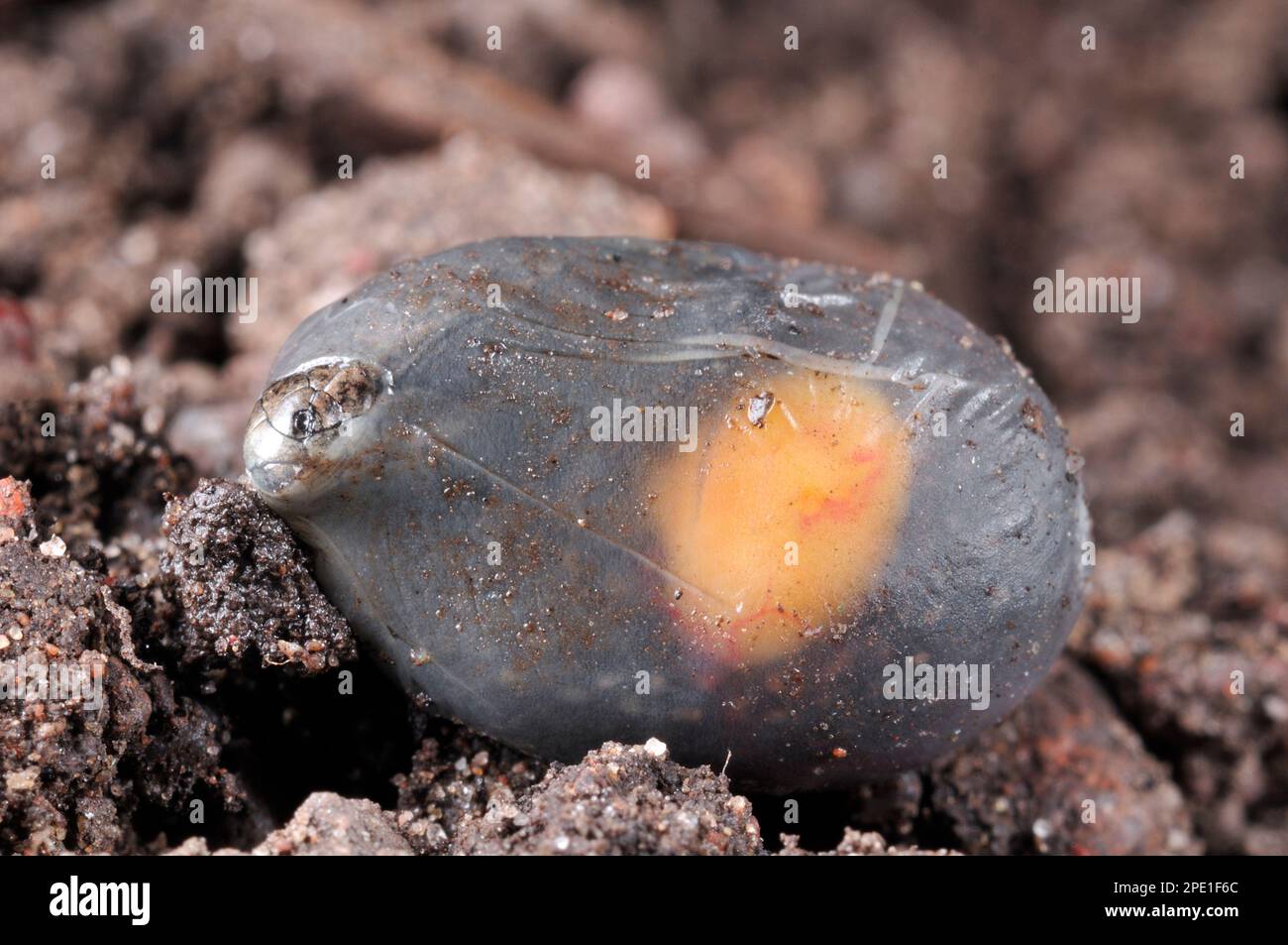 Common / Viviparous Lizard close-up of juvenile 'hatching' from ...