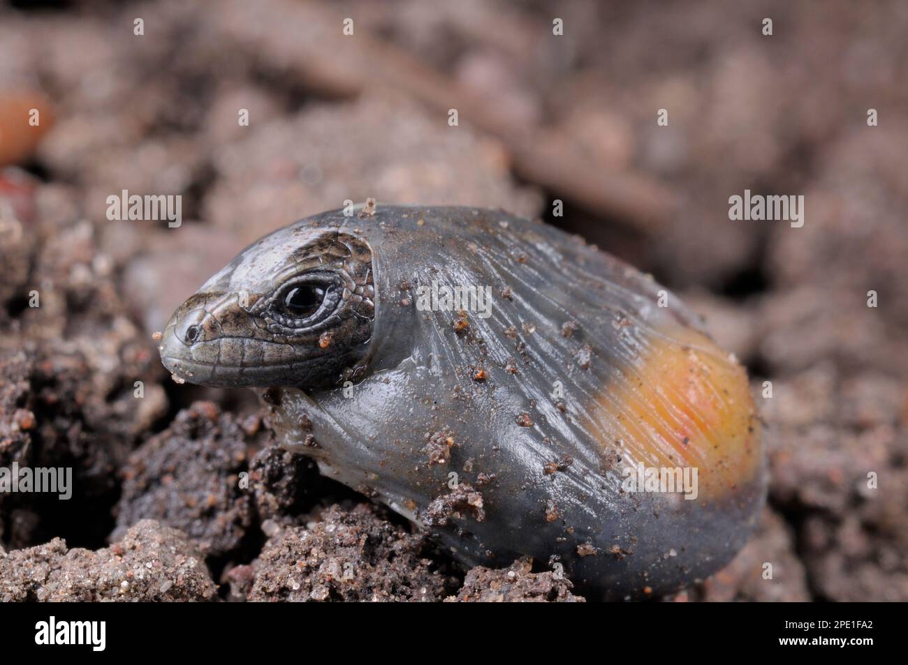 Common / Viviparous Lizard close-up of juvenile 'hatching' from ...