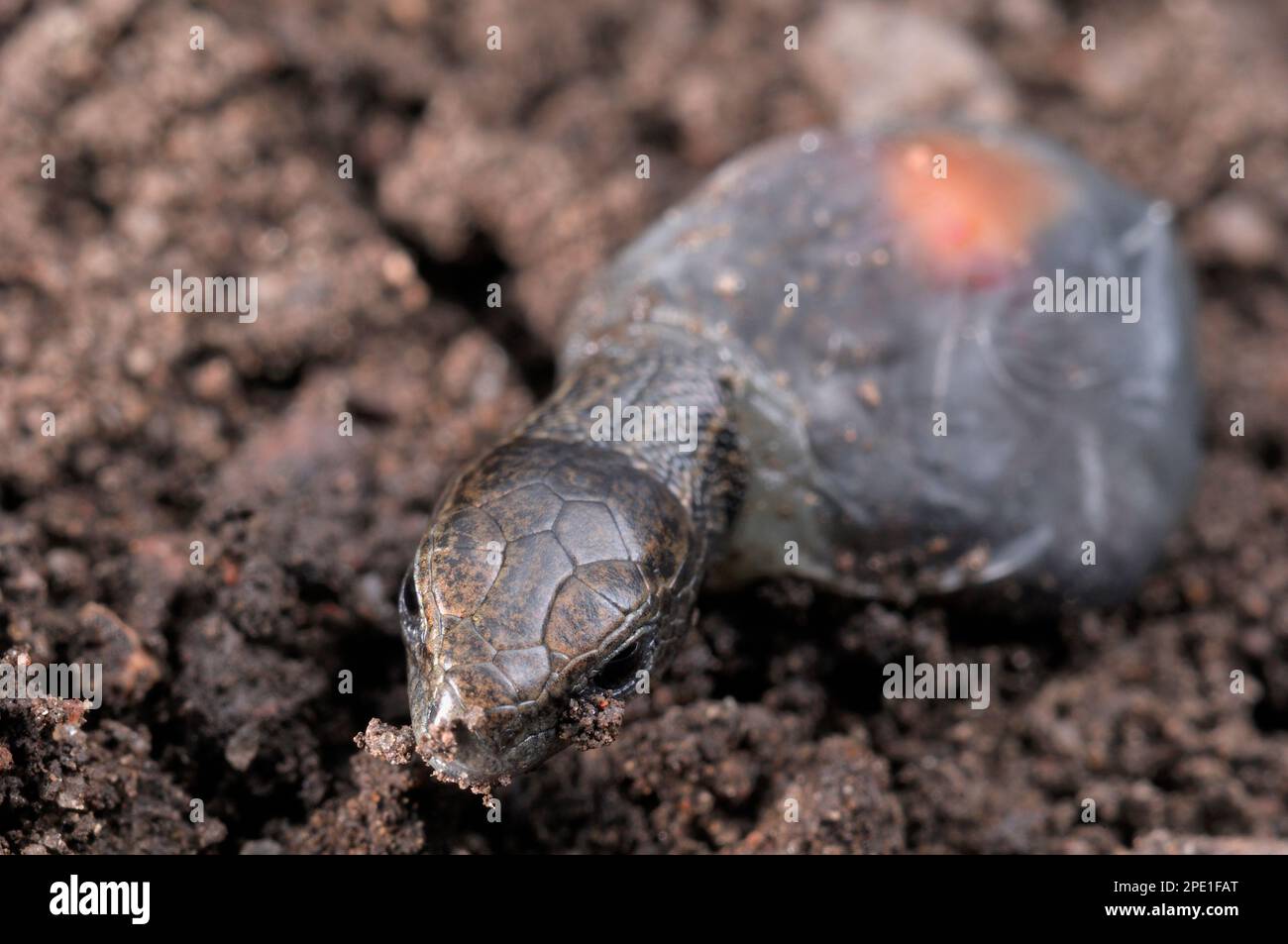 Common / Viviparous Lizard close-up of juvenile 'hatching' from ...