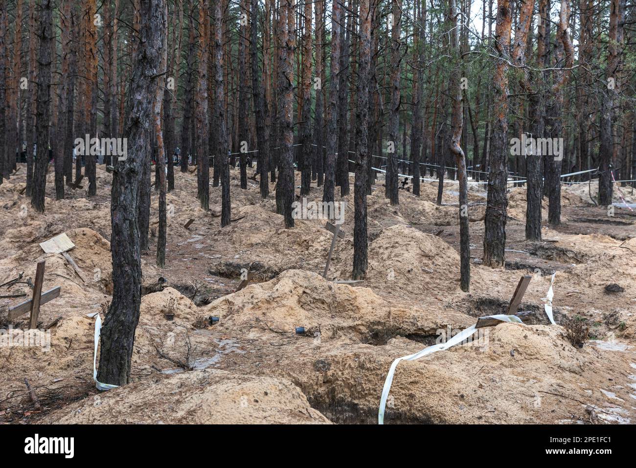 Pits from graves at a mass grave site in a pine forest on the outskirts ...