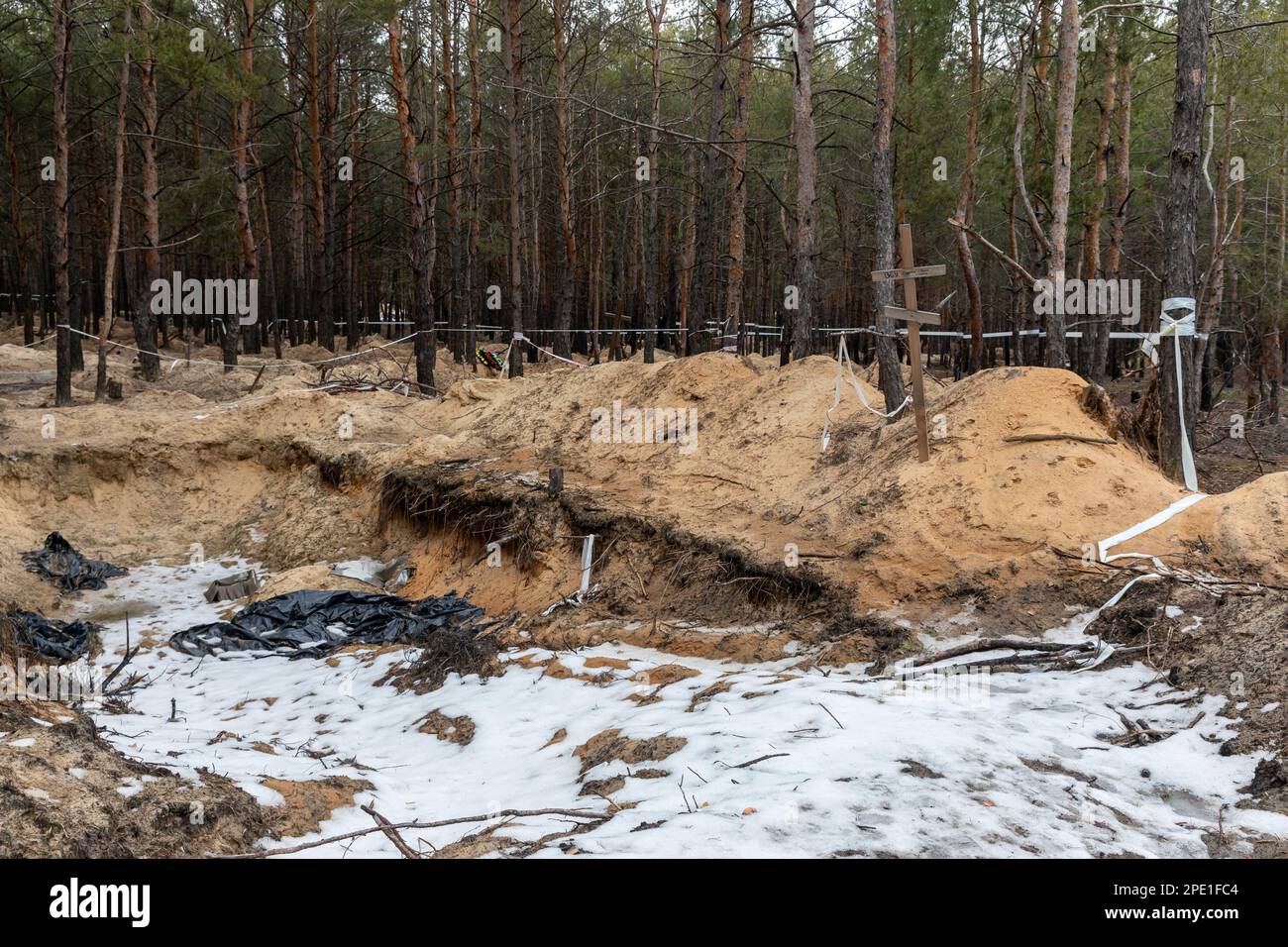 Pits from graves at a mass grave site in a pine forest on the outskirts ...