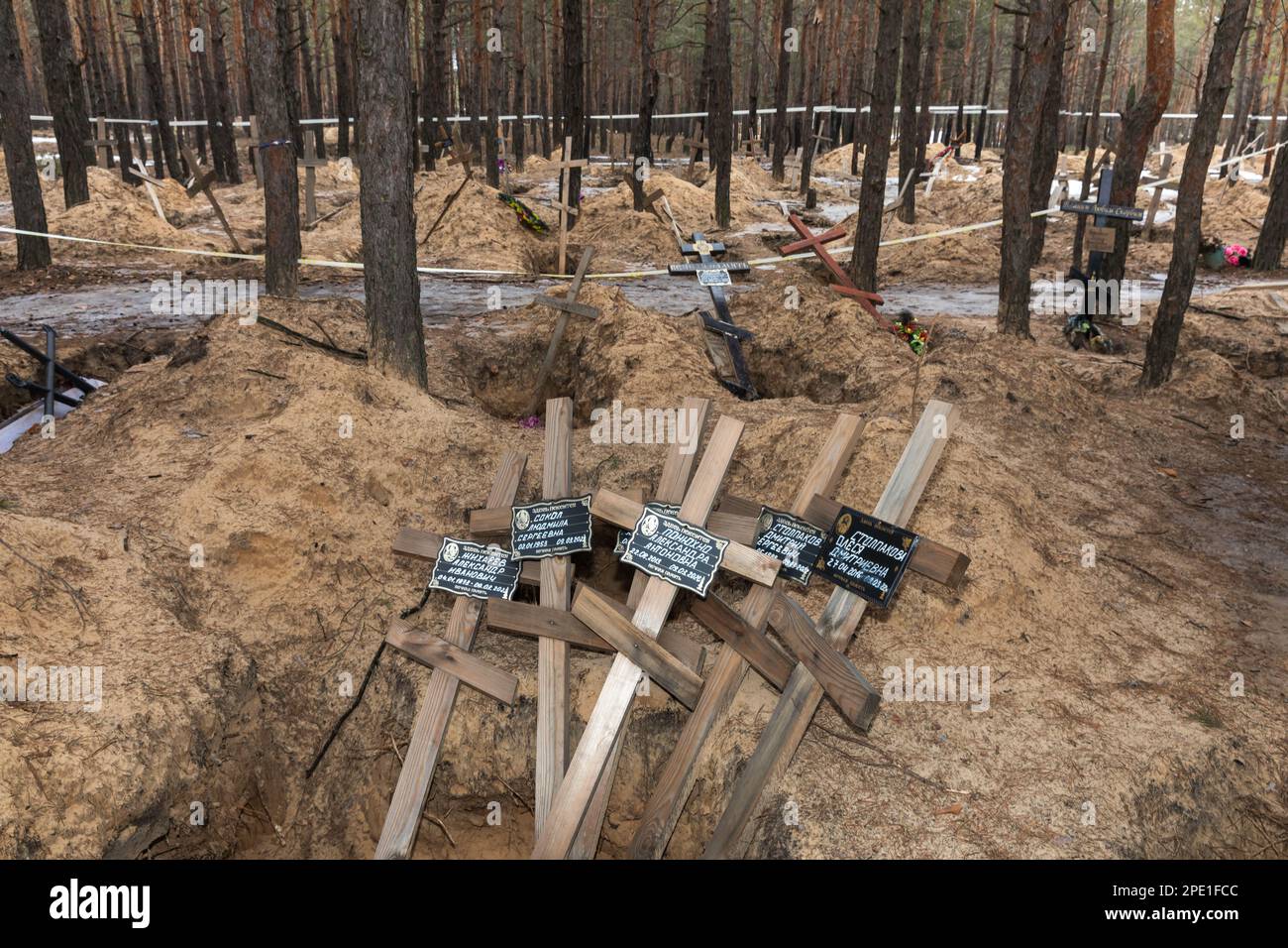 Crosses with names of the dead and buried in a pine forest at a mass ...
