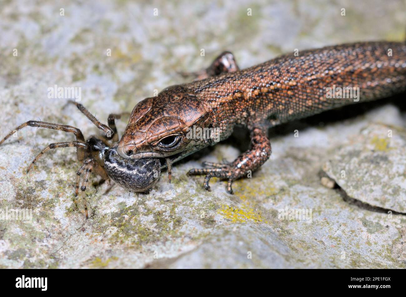 Common / Viviparous lizard (Zootoca vivipara), juvenile eating a spider ...