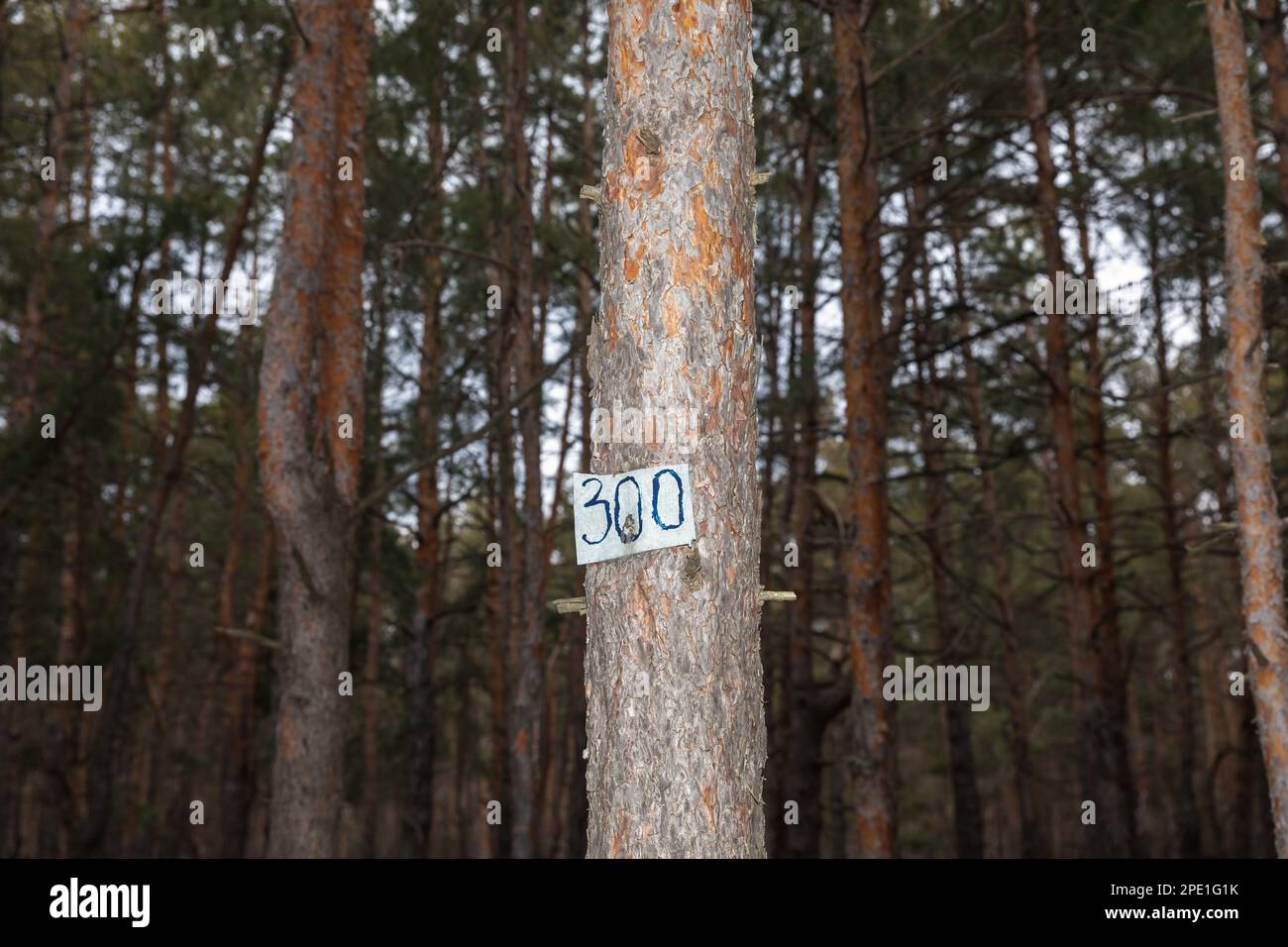Grave number can be seen on a pine tree at a mass grave site near Izium ...