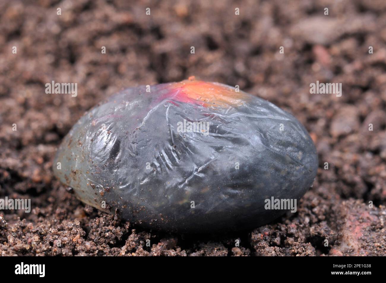 Common / Viviparous Lizard (Zootoca vivipara) close-up of membranous ...