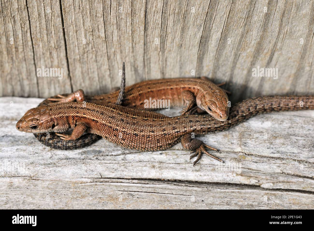 Common / Viviparous Lizard (Zootoca vivipara) close-up of juvenile ...