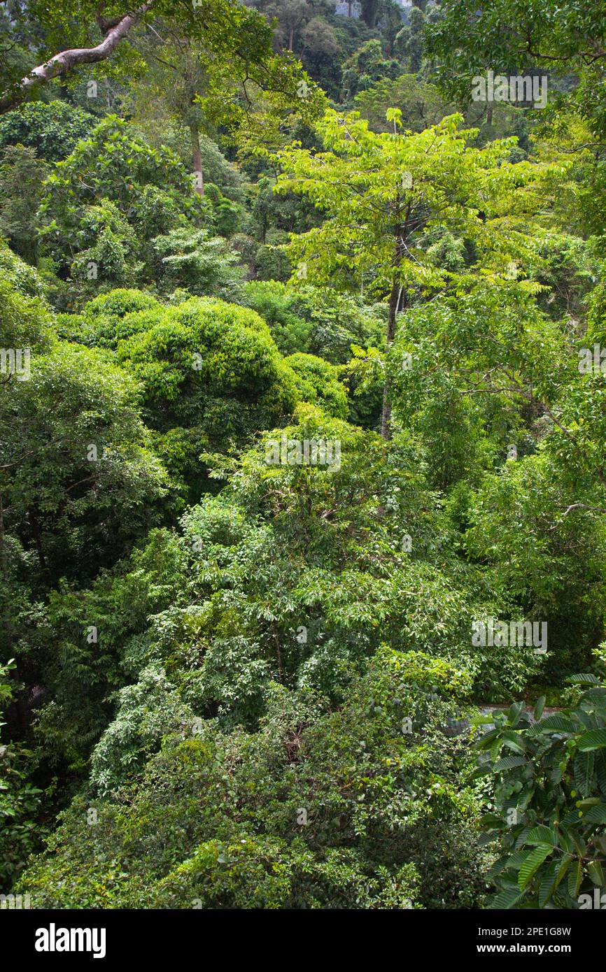 Malaysia, Sabah, Sepilok, rainforest, flora, vegetation, plants, trees ...