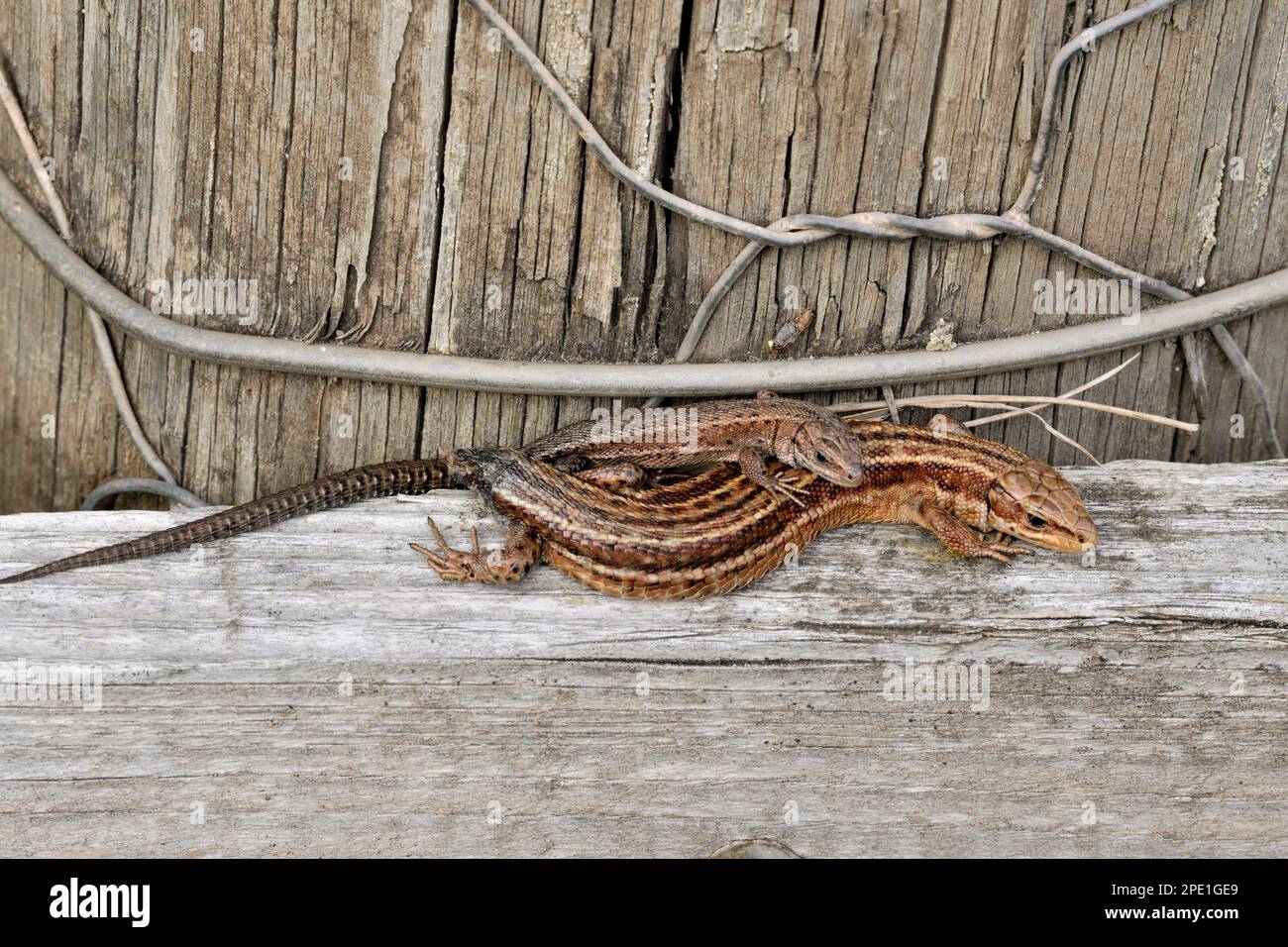 Common / Viviparous Lizard (Zootoca vivipara) close-up of juvenile ...