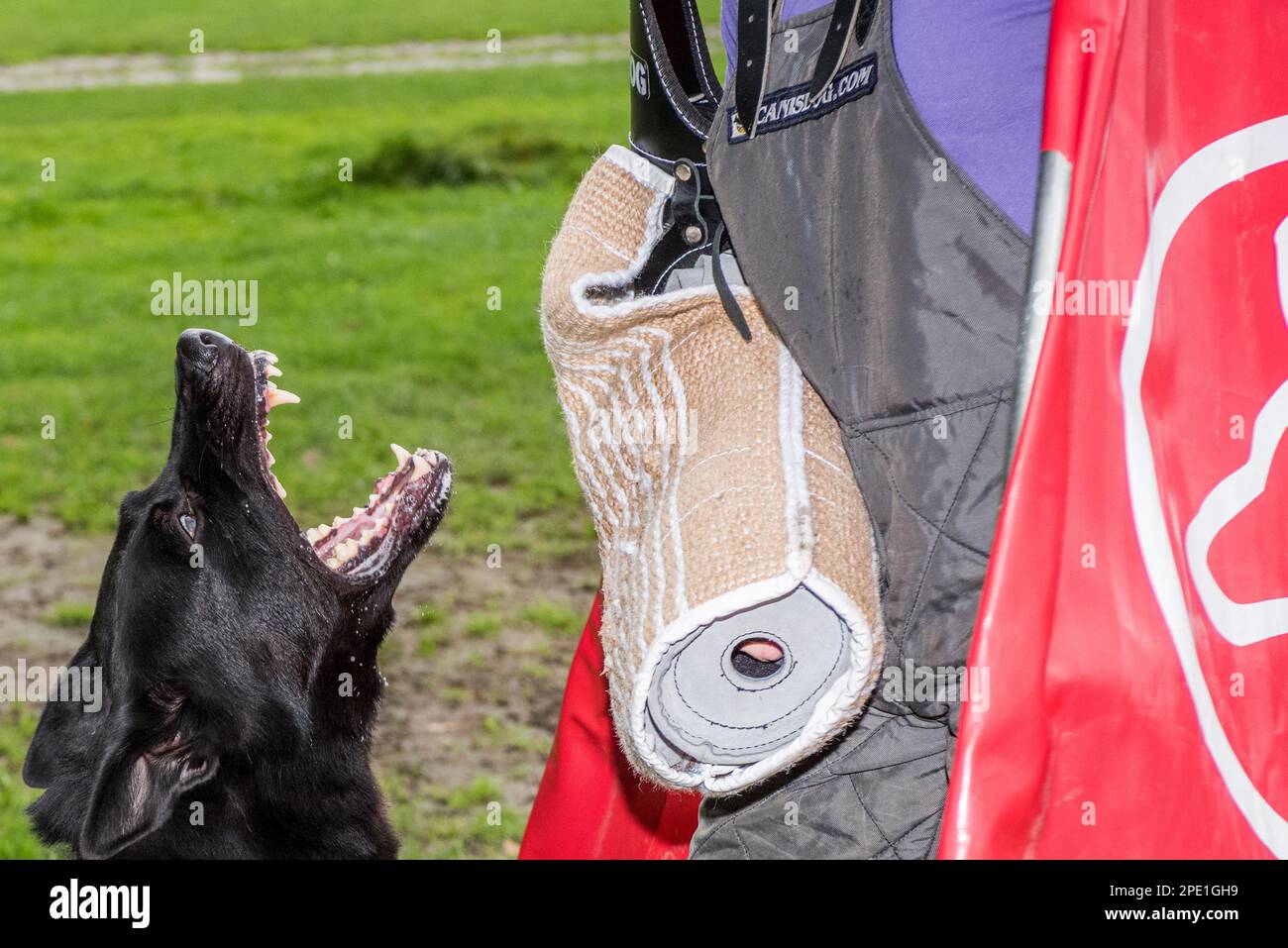 angry german shepherd dog Stock Photo - Alamy