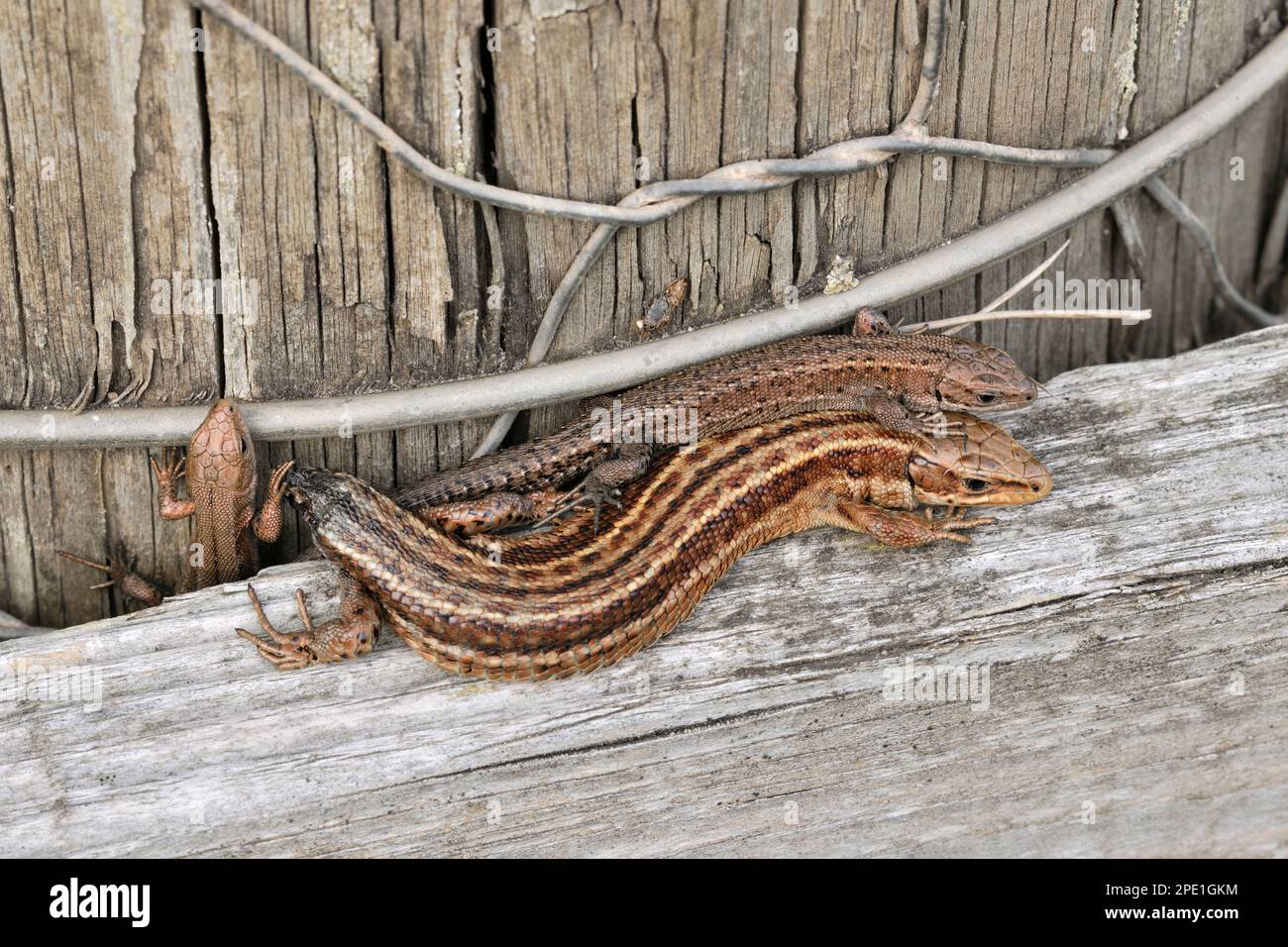 Common / Viviparous Lizard (Zootoca vivipara) close-up of juvenile ...