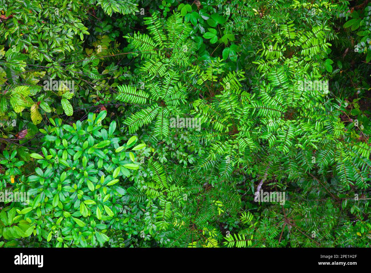 Malaysia, Sabah, Sepilok, rainforest, flora, vegetation, plants, trees ...