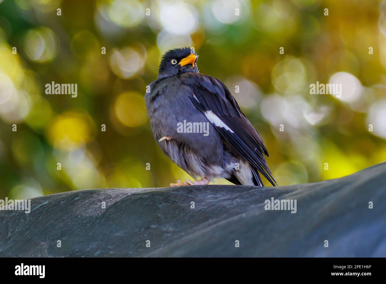 Acridotheres javanicus hi-res stock photography and images - Alamy