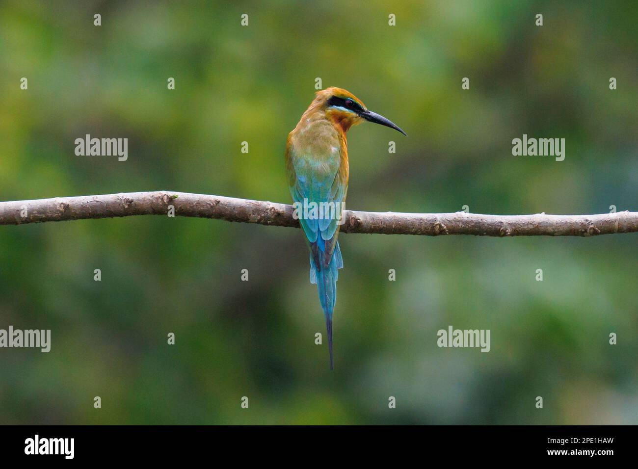 Blue-tailed Bee-eater (Merops philippinus) Singapore Stock Photo - Alamy