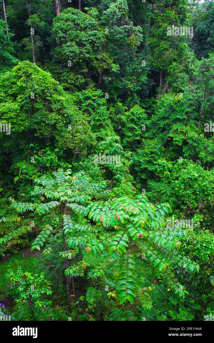 Malaysia, Sabah, Sepilok, rainforest, flora, vegetation, plants, trees ...