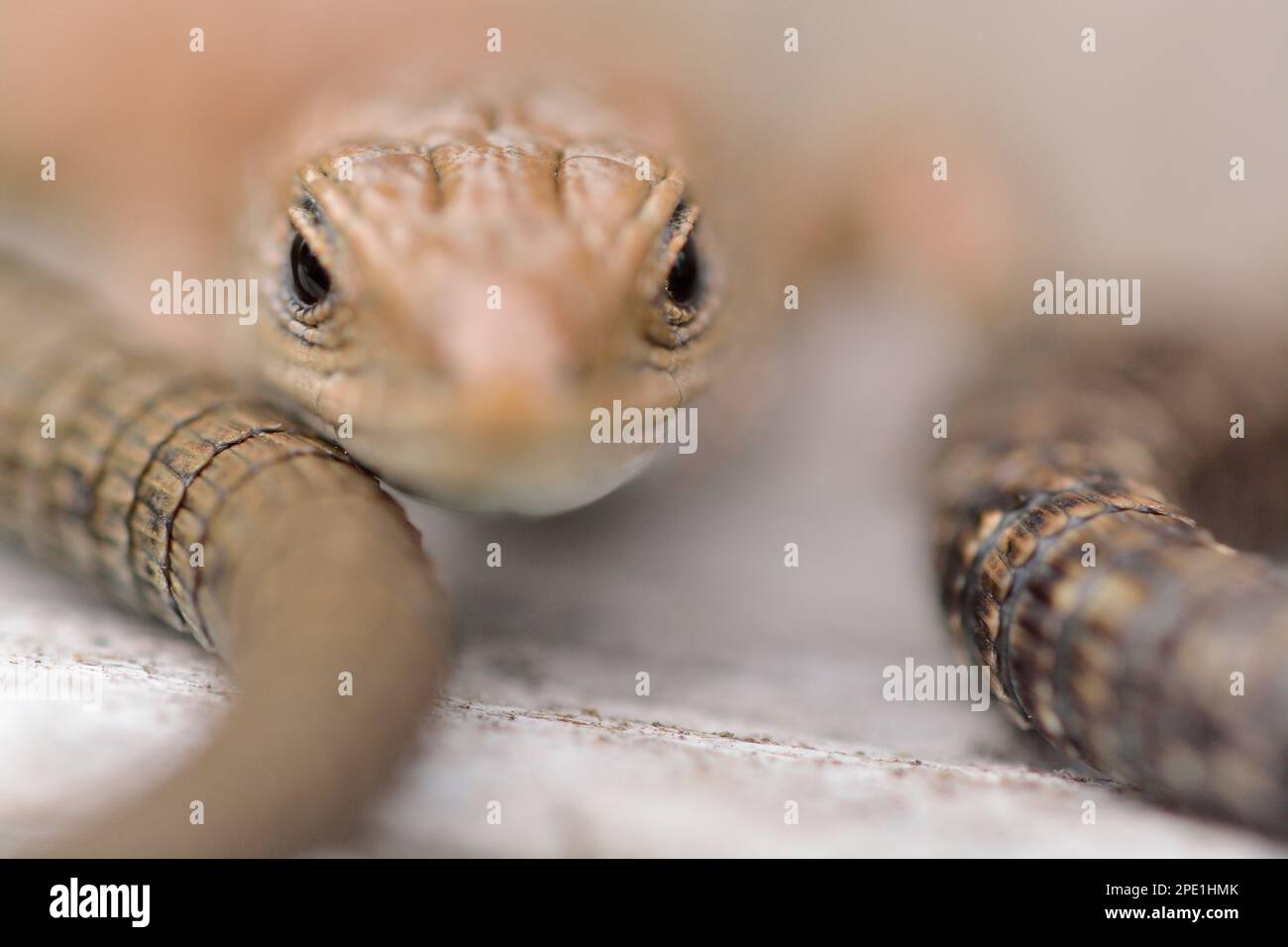 Common / Viviparous Lizard (Zootoca vivipara) close-up of juvenile ...