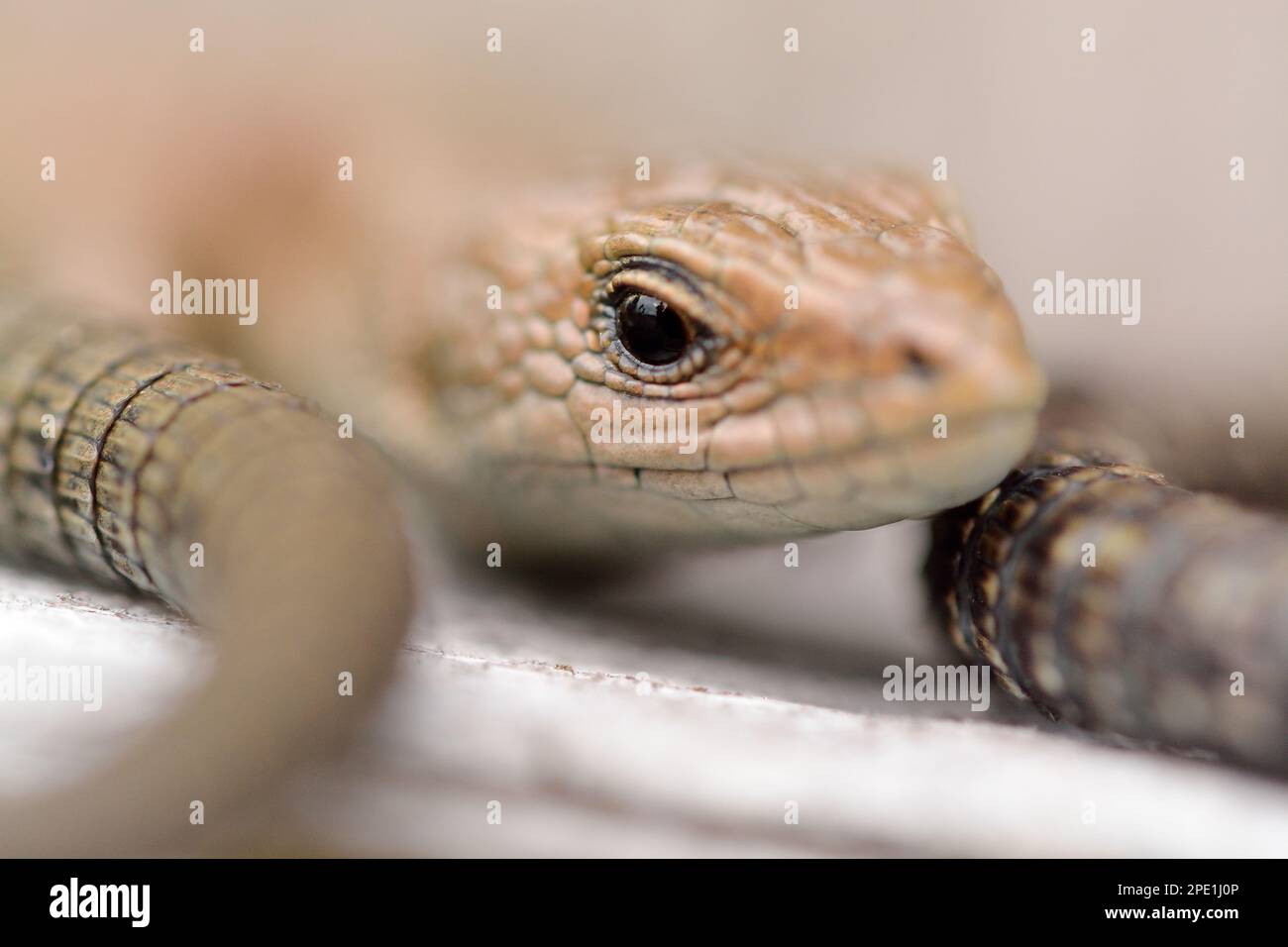 Common / Viviparous Lizard (Zootoca vivipara) close-up of juvenile ...