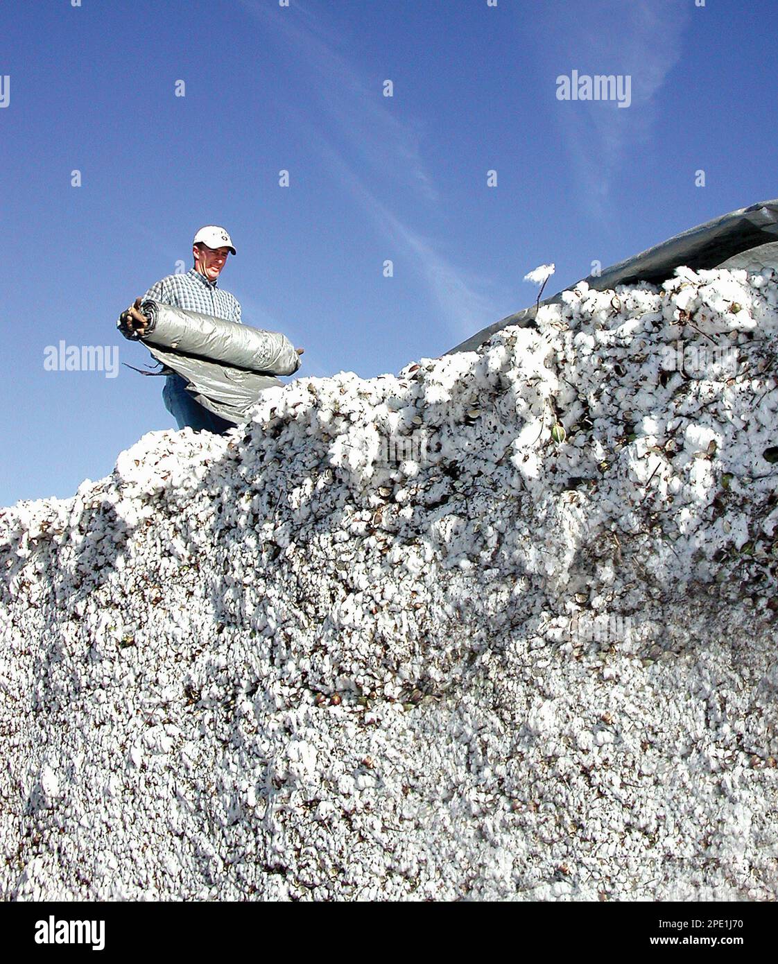 An unidentified cotton worker adds a layer of plastic covering to a ...