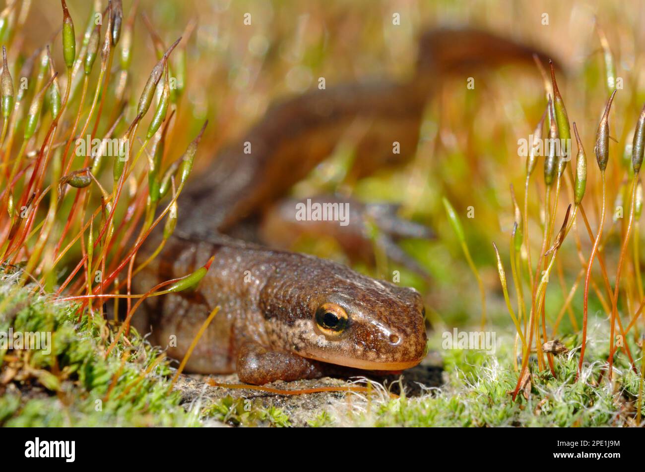 Common / Smooth Newt (Lissotriton vulgaris) female on moss covered rock ...