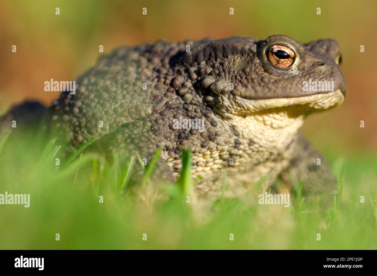 Scottish toads hi-res stock photography and images - Alamy