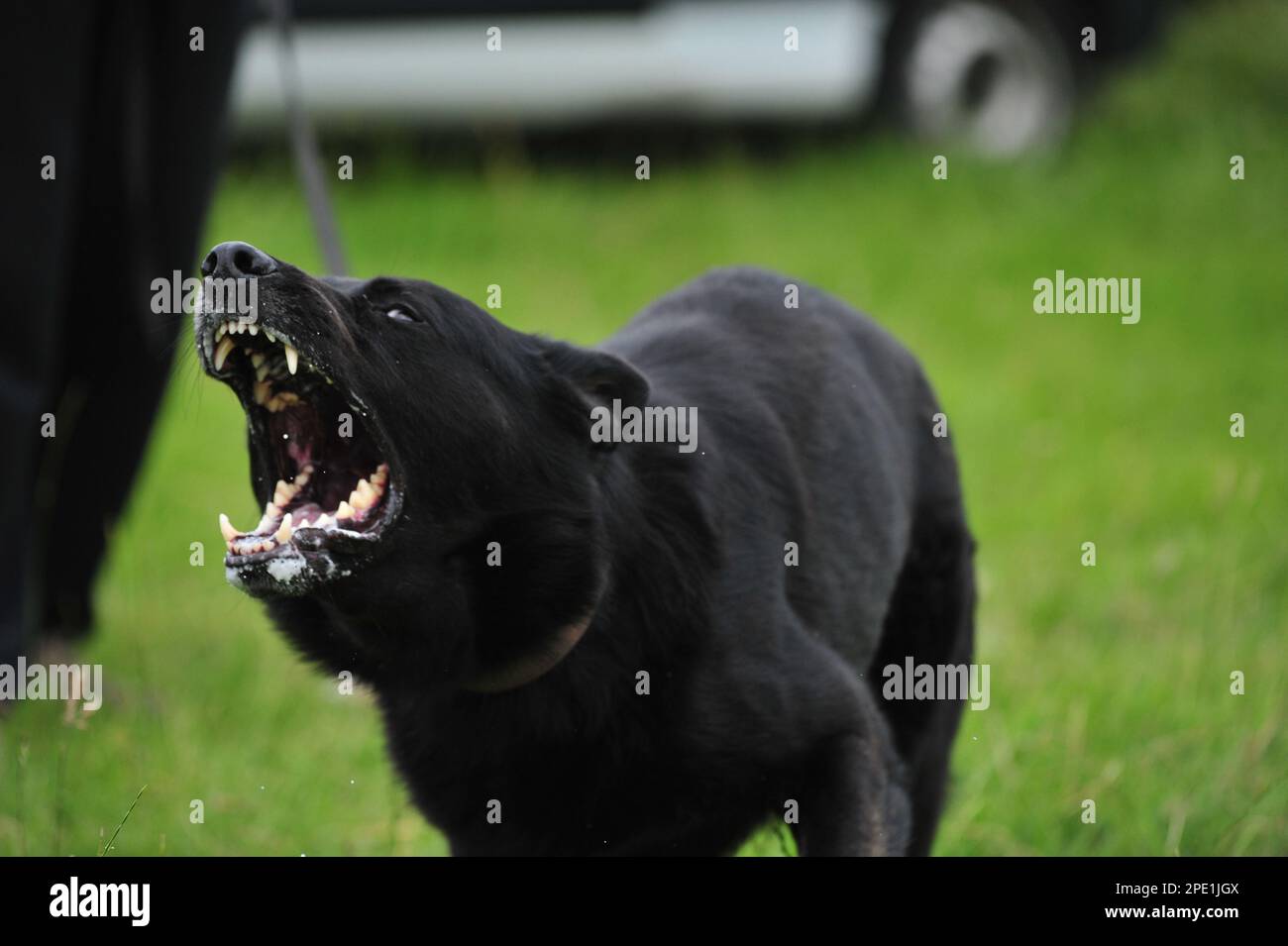 angry german shepherd dog Stock Photo - Alamy