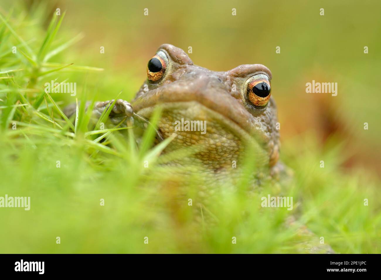 Common Toad (Bufo bufo) adult in moss in peat bog, Strathconnon ...