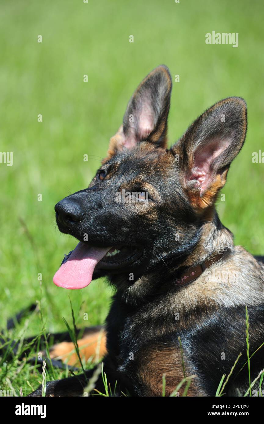 happy puppy gsd Stock Photo - Alamy