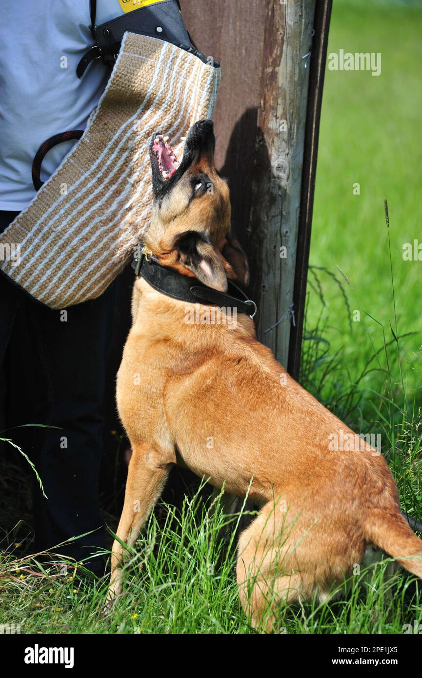 belgian shepherd dog guarding Stock Photo - Alamy