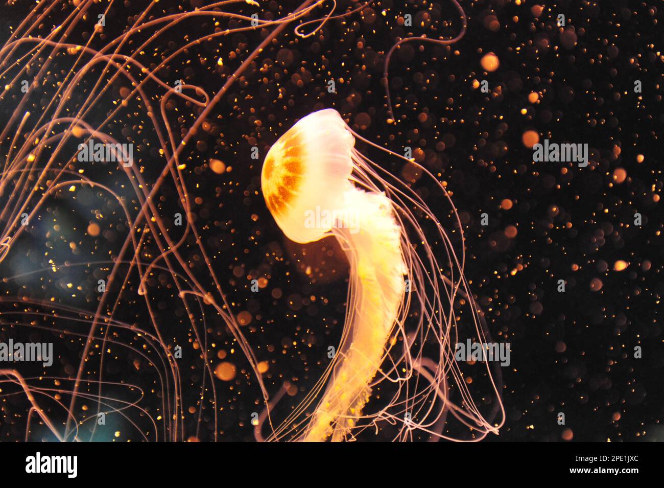 Tentacles on jelly fish hi-res stock photography and images - Alamy