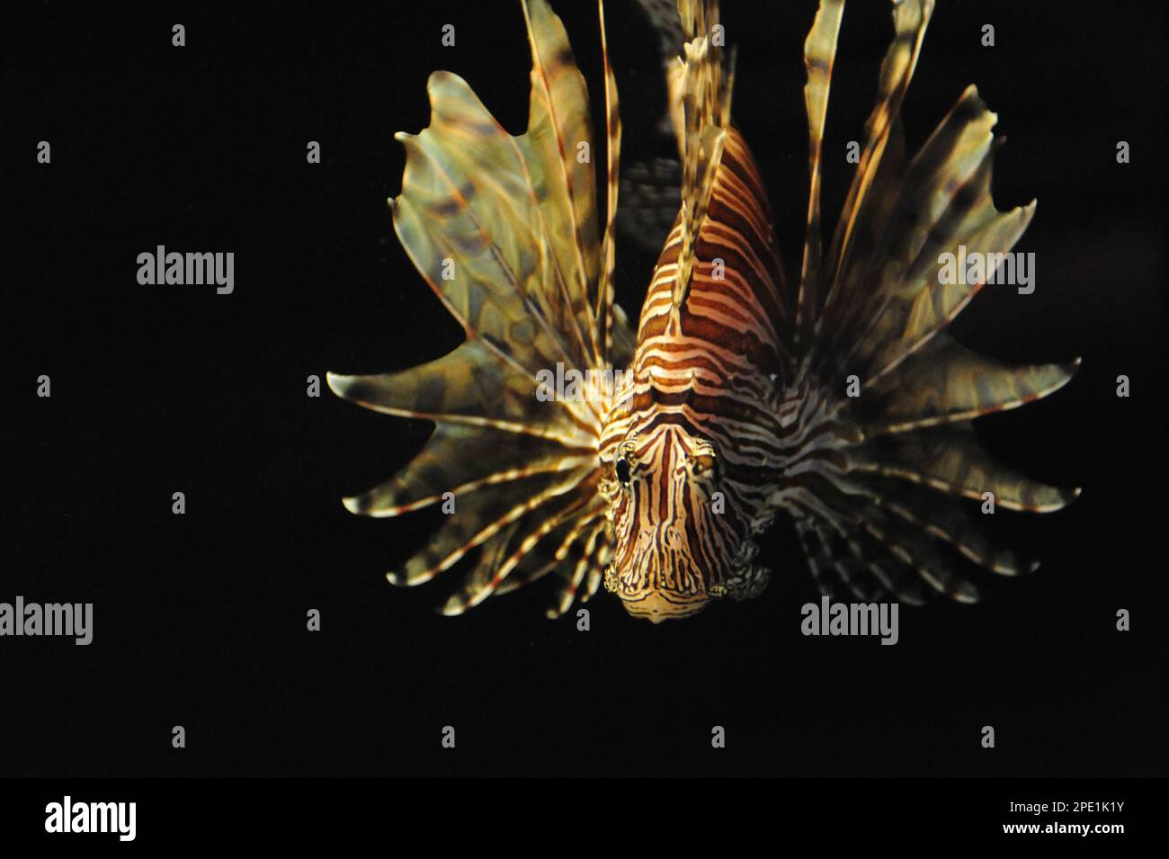 lion fish swimming Stock Photo - Alamy