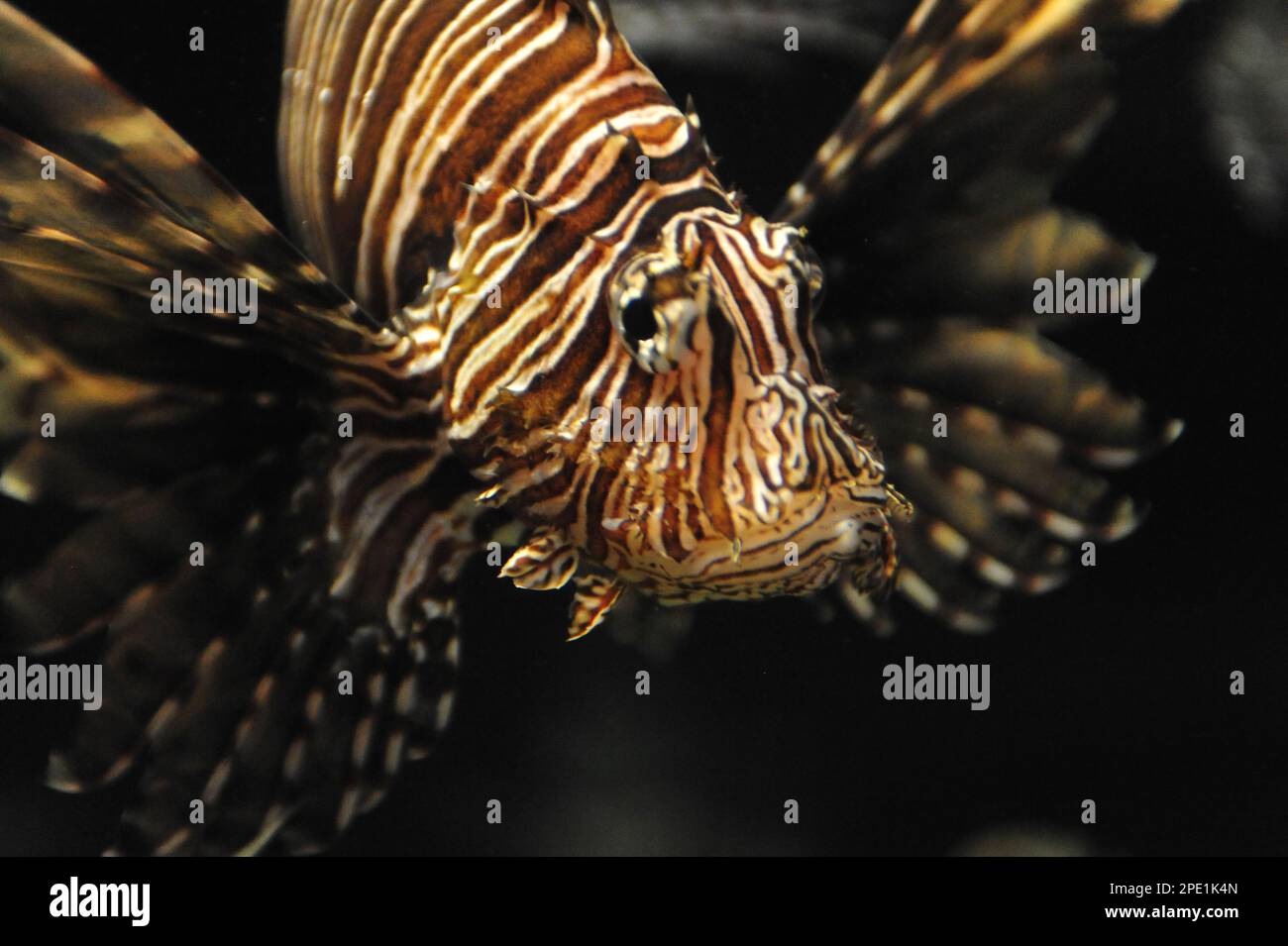 Marine lion fish hi-res stock photography and images - Alamy