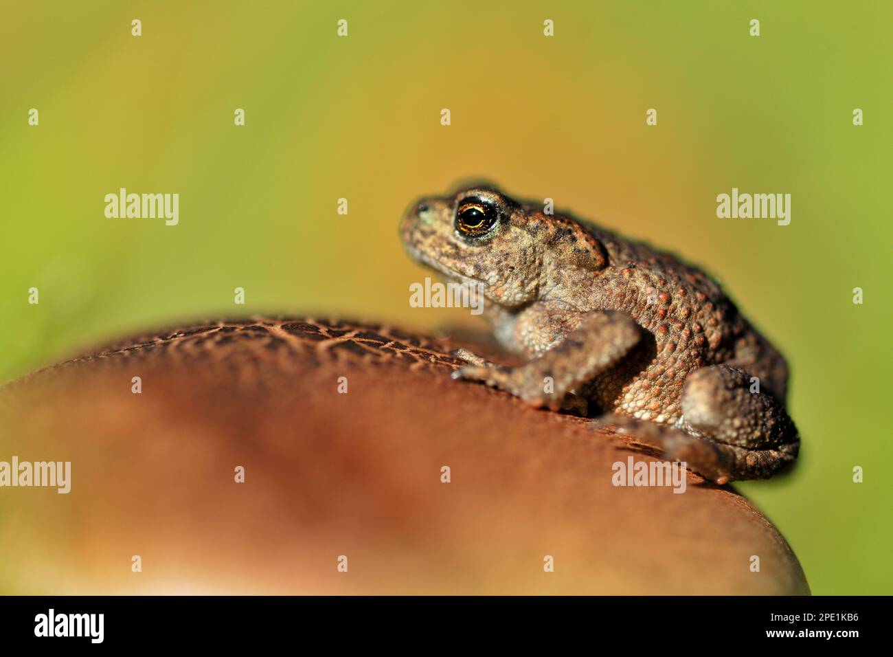 Common Toad (Bufo bufo) juvenile toadlet photographed in fungi ...