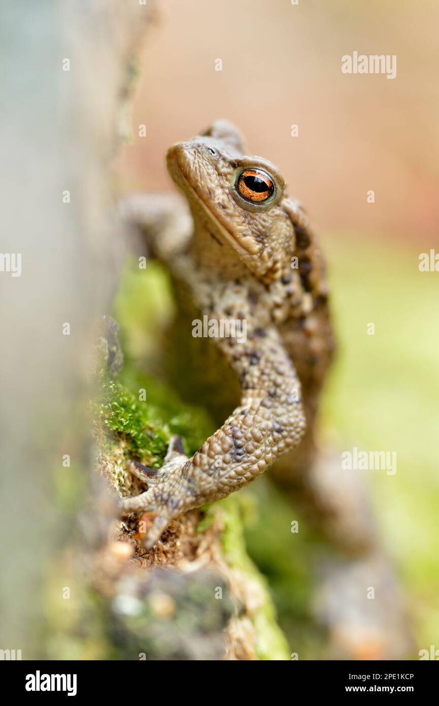 Tree toad uk hi-res stock photography and images - Alamy