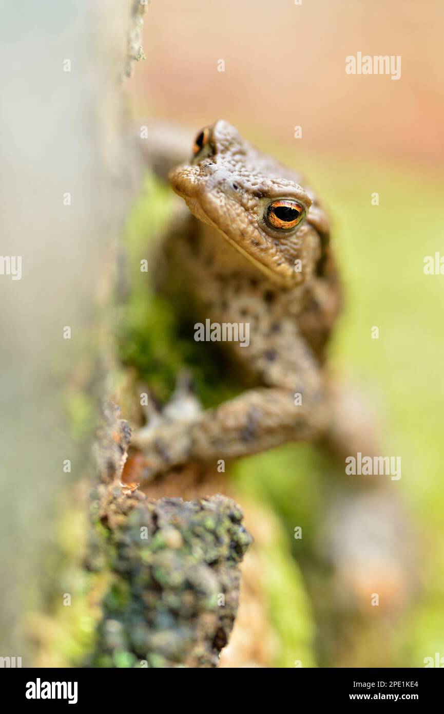 Common Toad (Bufo bufo) adult at foot of birch tree in damp woodland ...