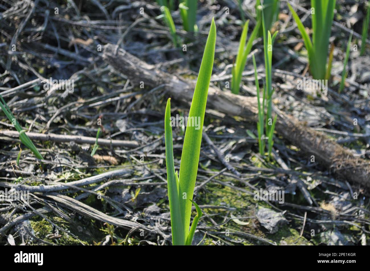 swamp grass neer Danube river Stock Photo - Alamy