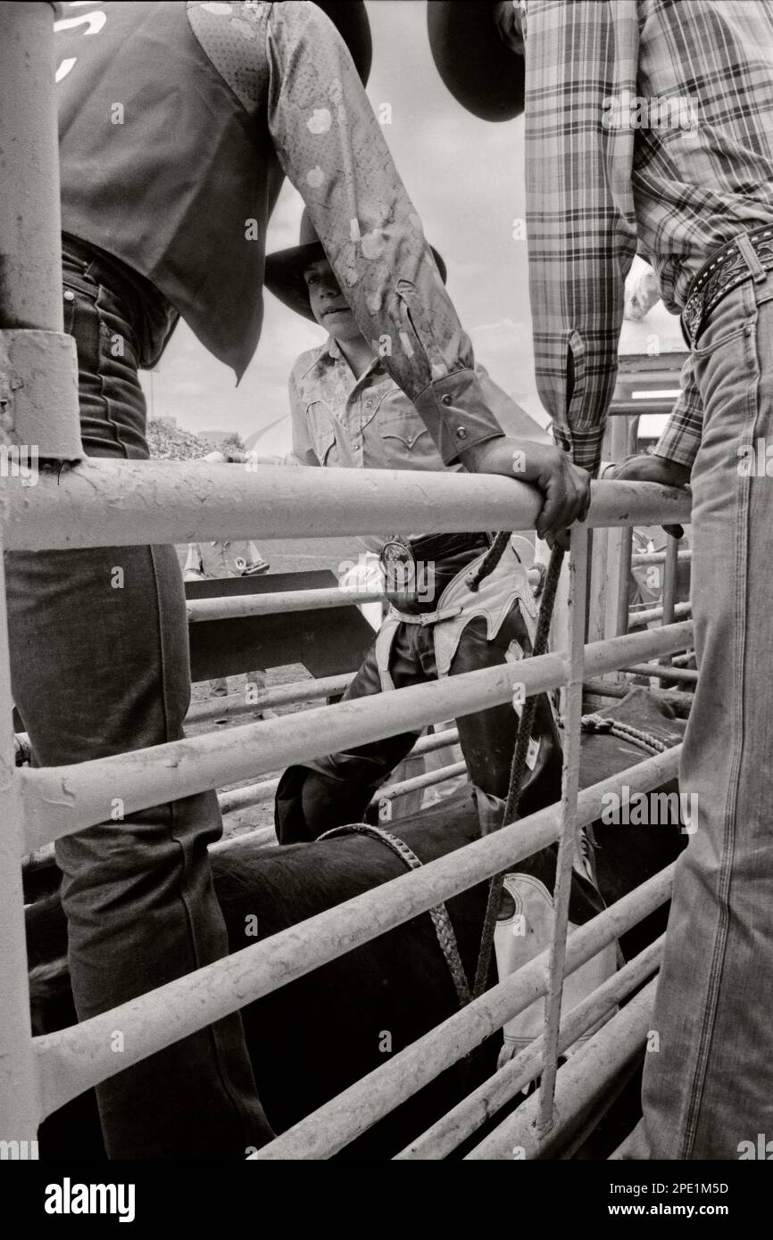 Boys steer riding event in the chute at the Calgary Stampede Rodeo ...