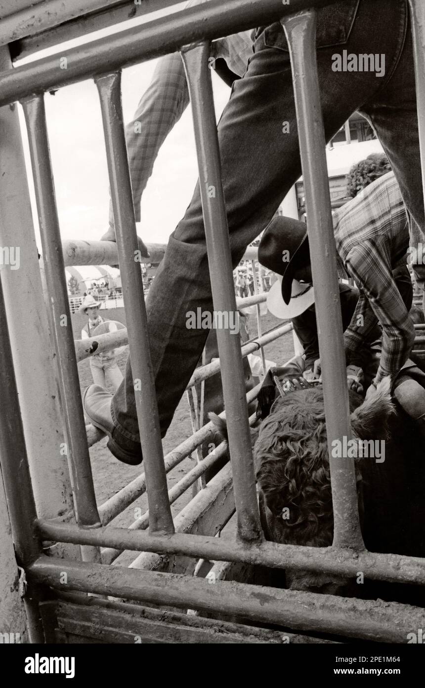 Boys steer riding event in the chute at the Calgary Stampede Rodeo ...