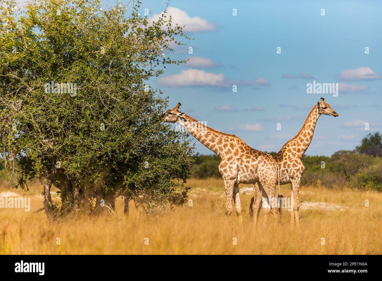 Giraffe, Giraffa camelopardalis, can be seen browsing in Zimbabwe's ...