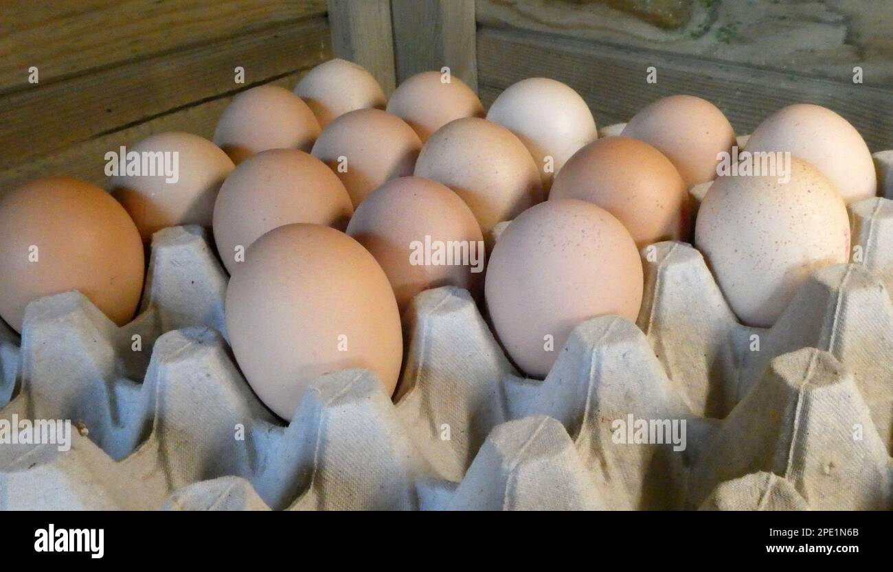 Eggcontainer hi-res stock photography and images - Alamy