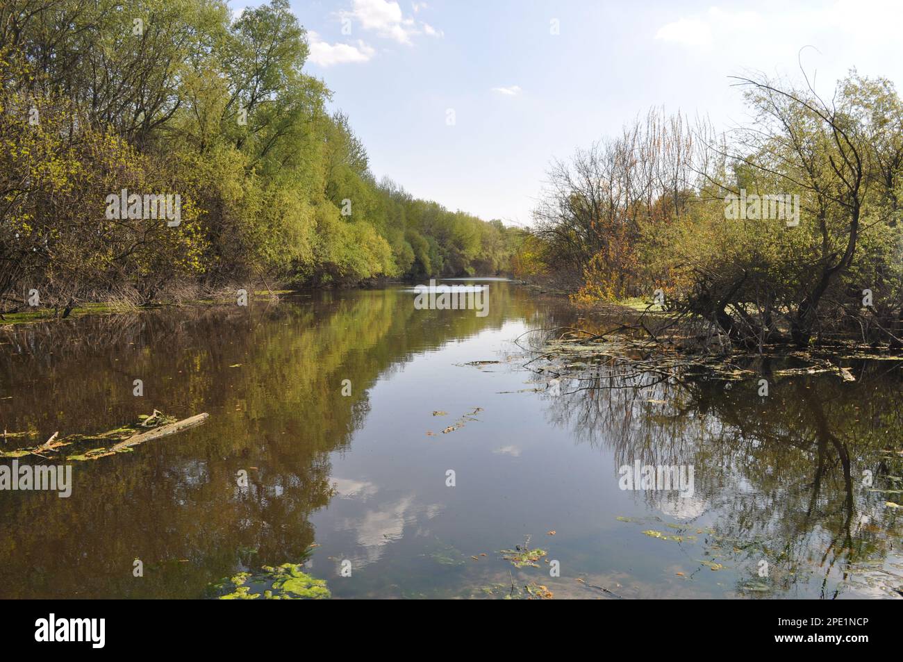 swamp neer danube river in Serbia Stock Photo - Alamy