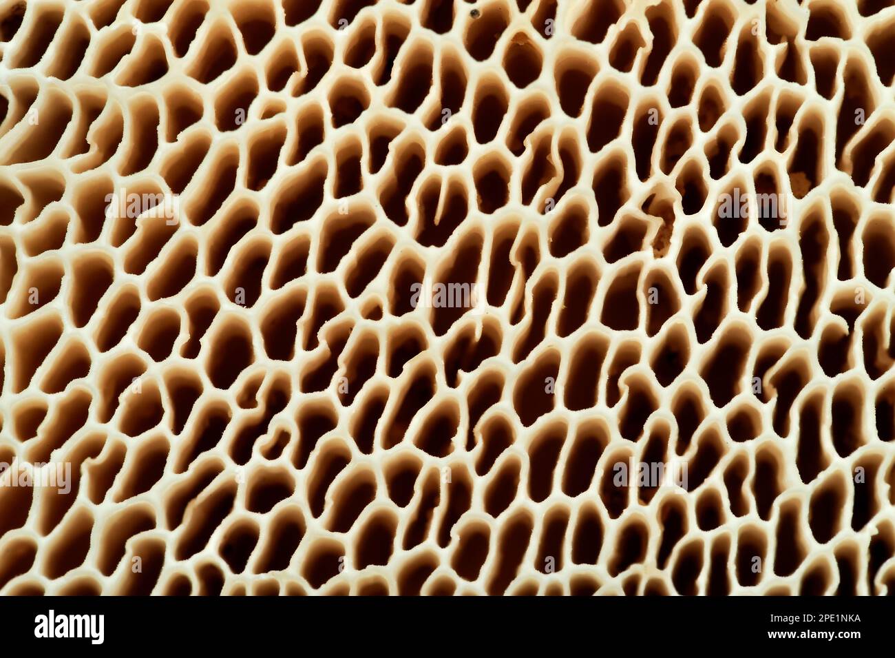 Dryads Saddle Fungi (Polyporus squamosus) close-up of the underside of ...