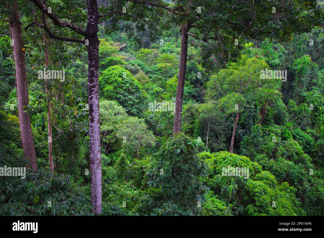Malaysia, Sabah, Sepilok, rainforest, flora, vegetation, plants, trees ...